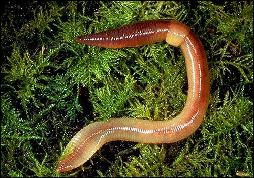 BioInteressante.!: Minhocas podem combater eventos causados pelas ...