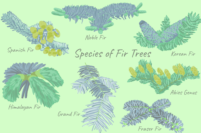Fir tree: What are the Fir tree uses and benefits