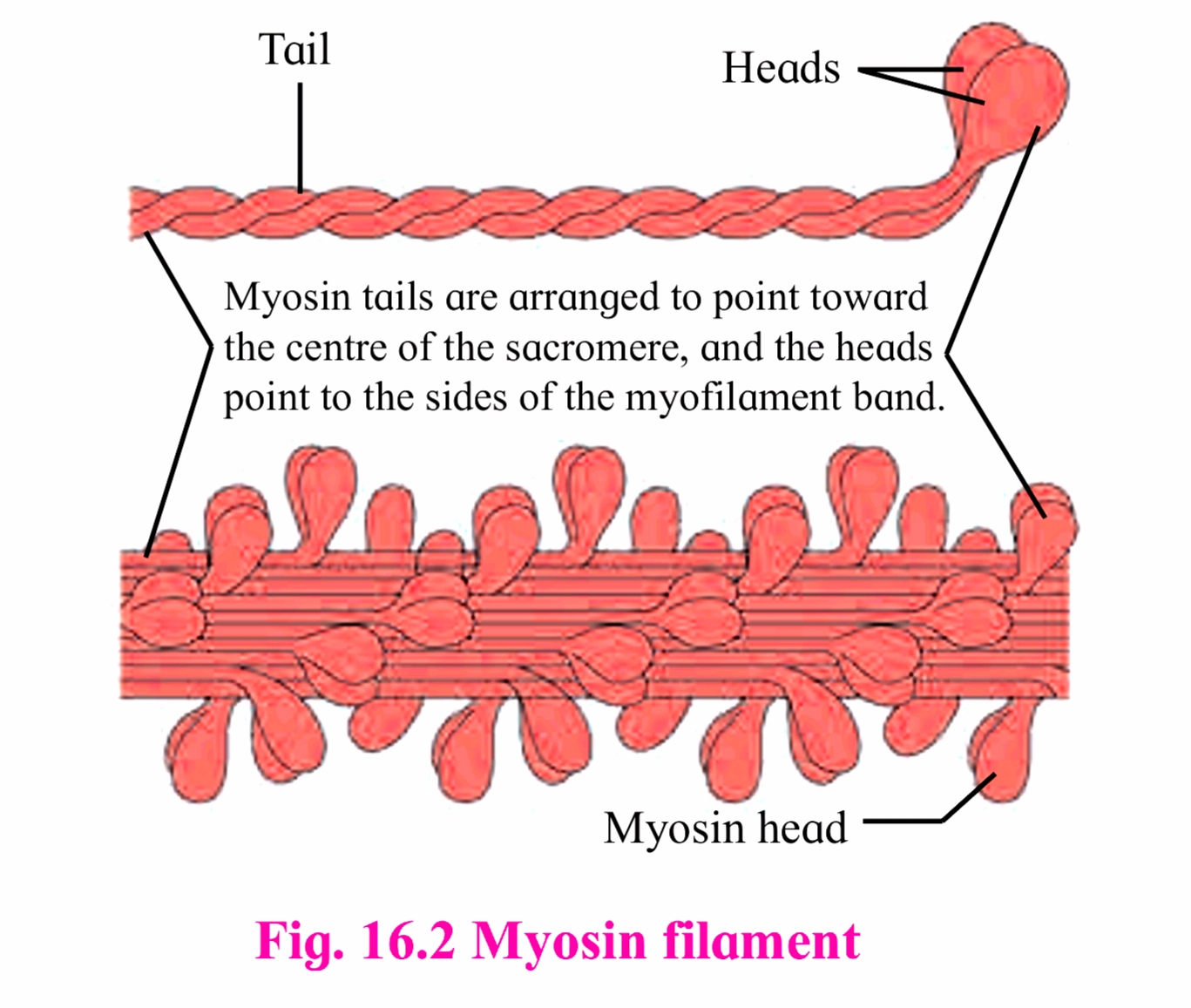Myosin Structure