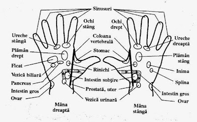 BEST MASAJ.ro: Harta zonelor reflexogene pe urechi, palme si talpi
