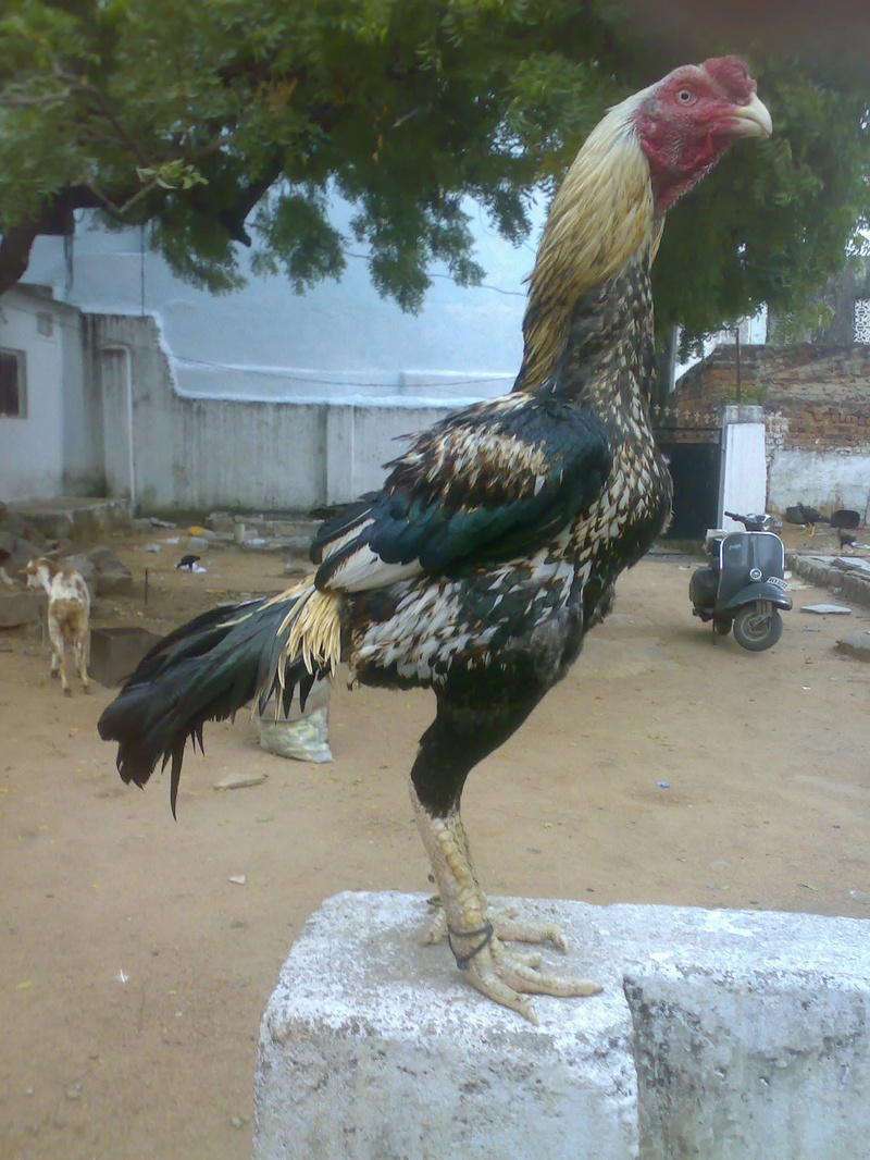 KING GHAZI: Best Asil 2