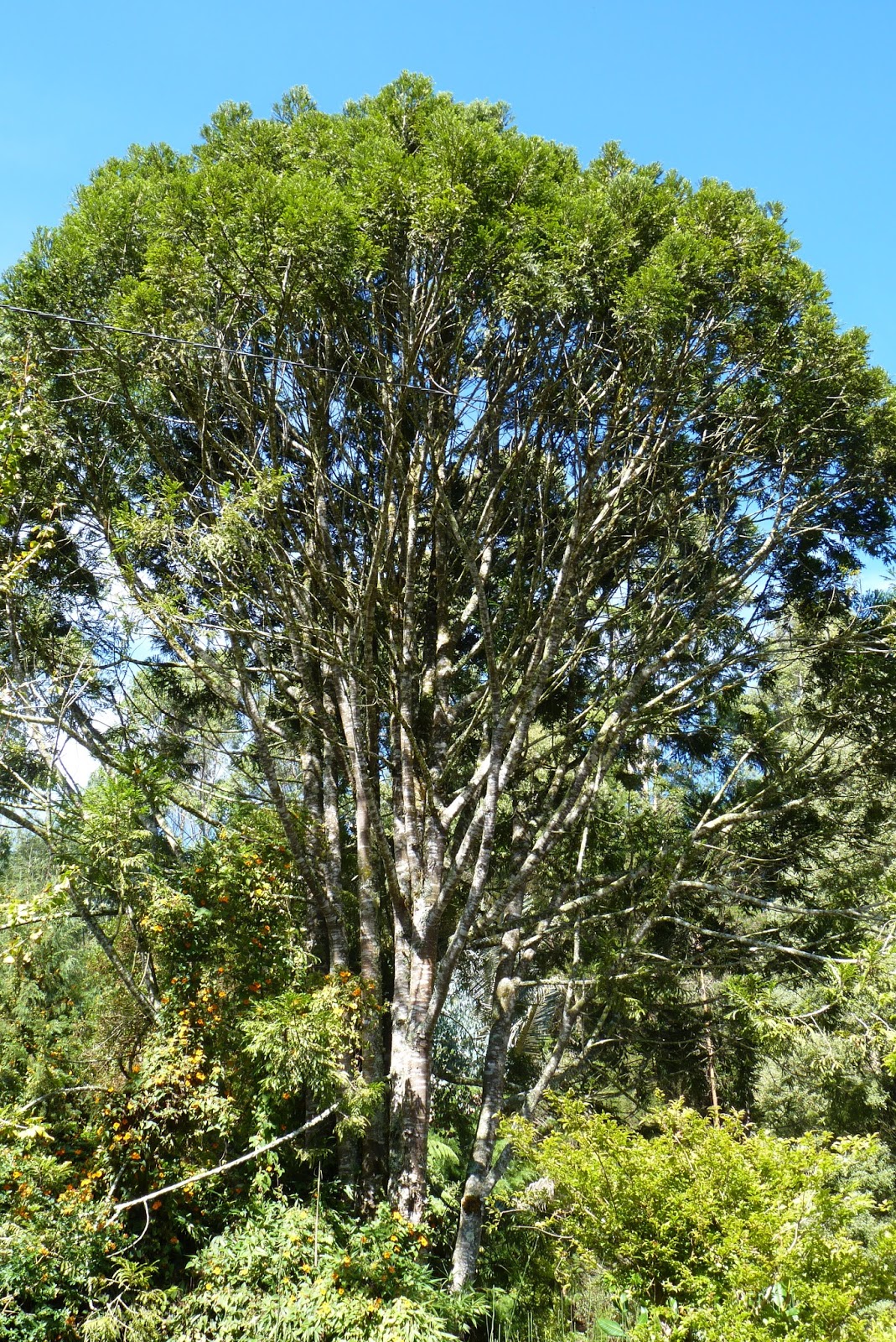 ARBORETUM: ÁRBOLES FANTÁSTICOS, el pino colombiano