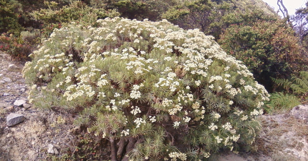 Edelweiss "Bunga Abadi" - DiditWidiarto.Com