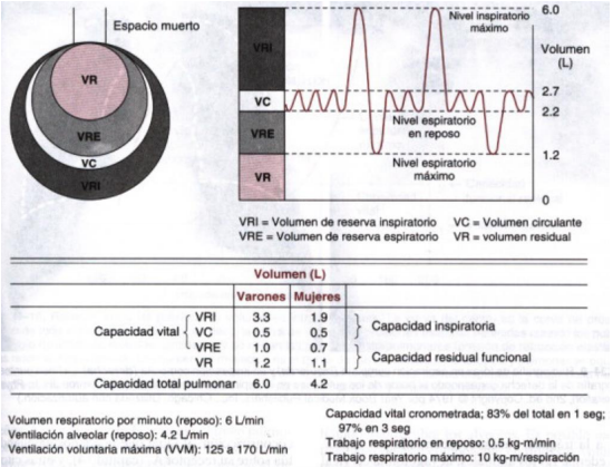 VÓLUMENES Y CAPACIDADES PULMONARES.: VOLÚMENES Y CAPACIDADES PULMONARES