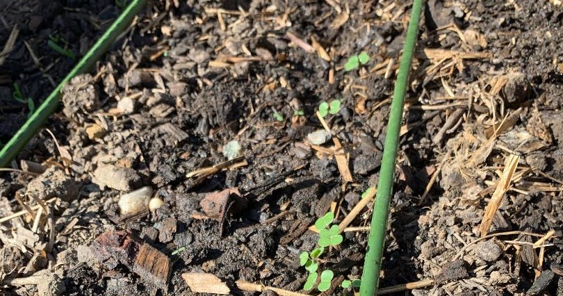WashingtonGardener: Fenton Friday: Kale Sprouting