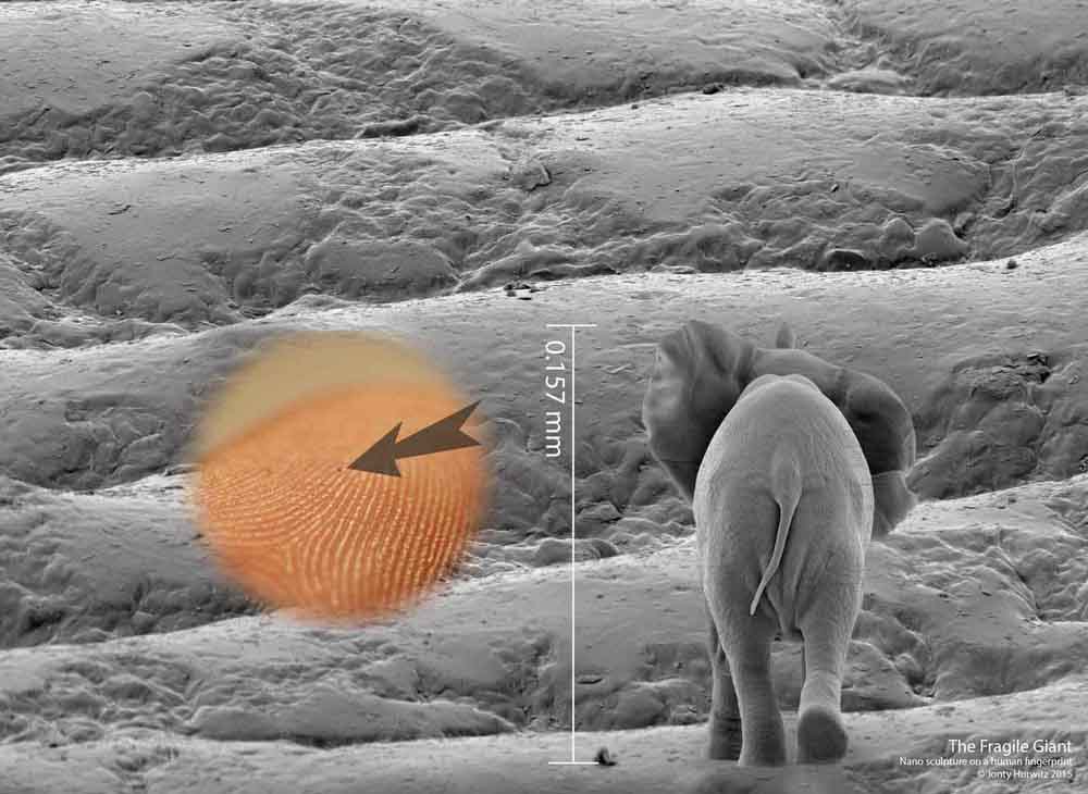 SCIENCE TO SOCIETY: A giant elephant on a groove of human fingerprint ...