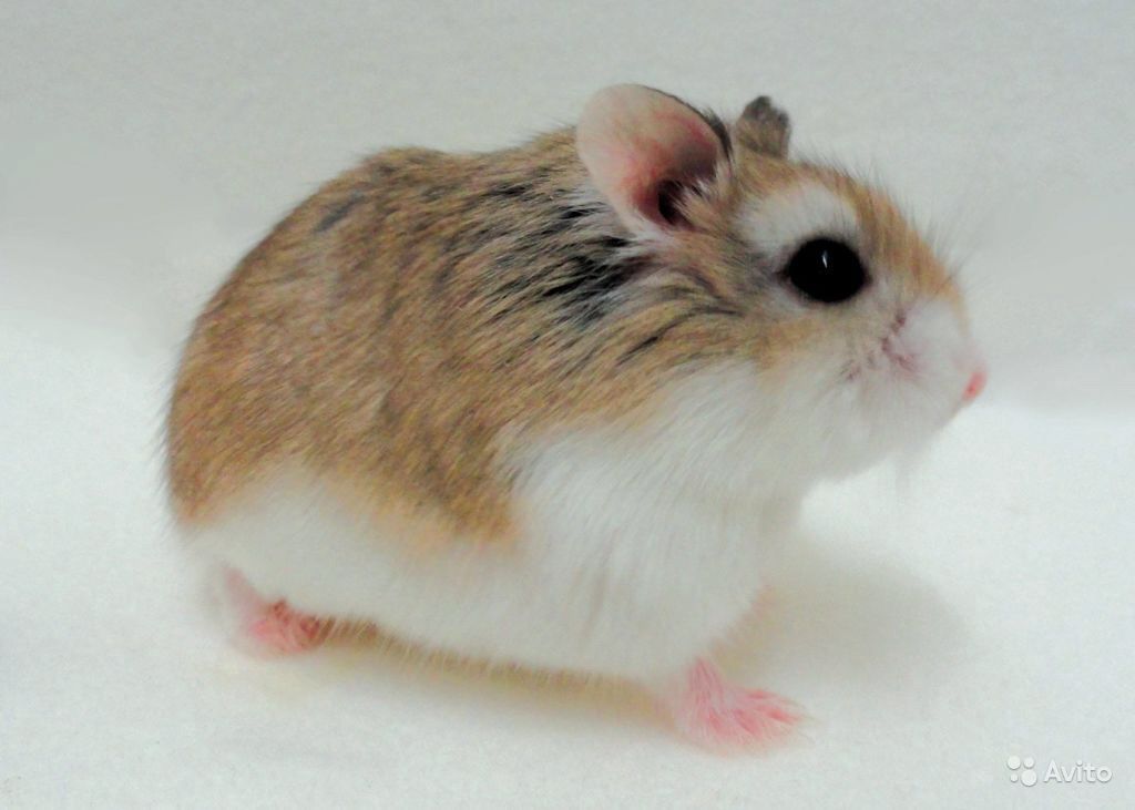 The 5 species of domestic hamsters | hamster-club