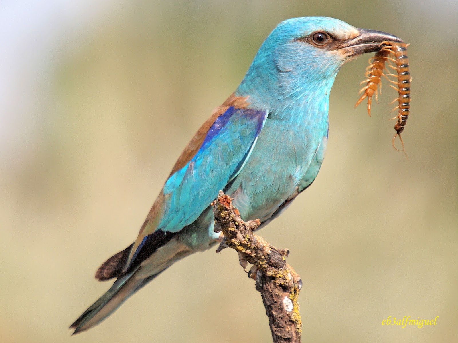 MIS AMIGAS LAS AVES: Carraca europea (Coracias garrulus)