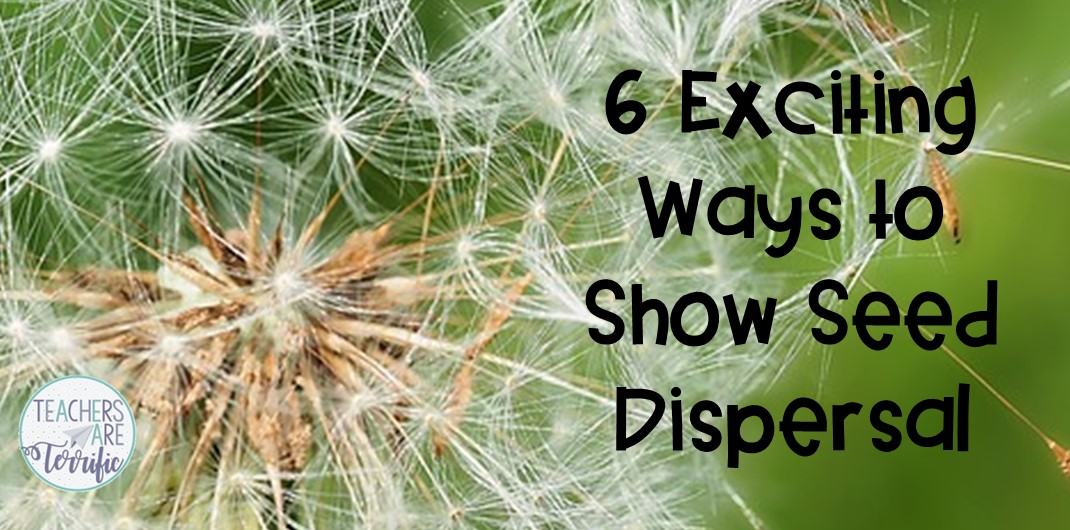 6 Exciting Ways to Show Seed Dispersal - Teachers Are Terrific! A STEM Blog