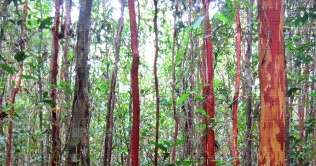 Manfaat kayu pelawan yang harus kita ketahui - info terkini