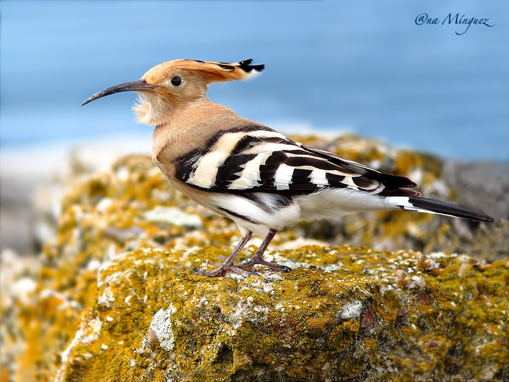 NATURANAFOTOS: Upupa Epops