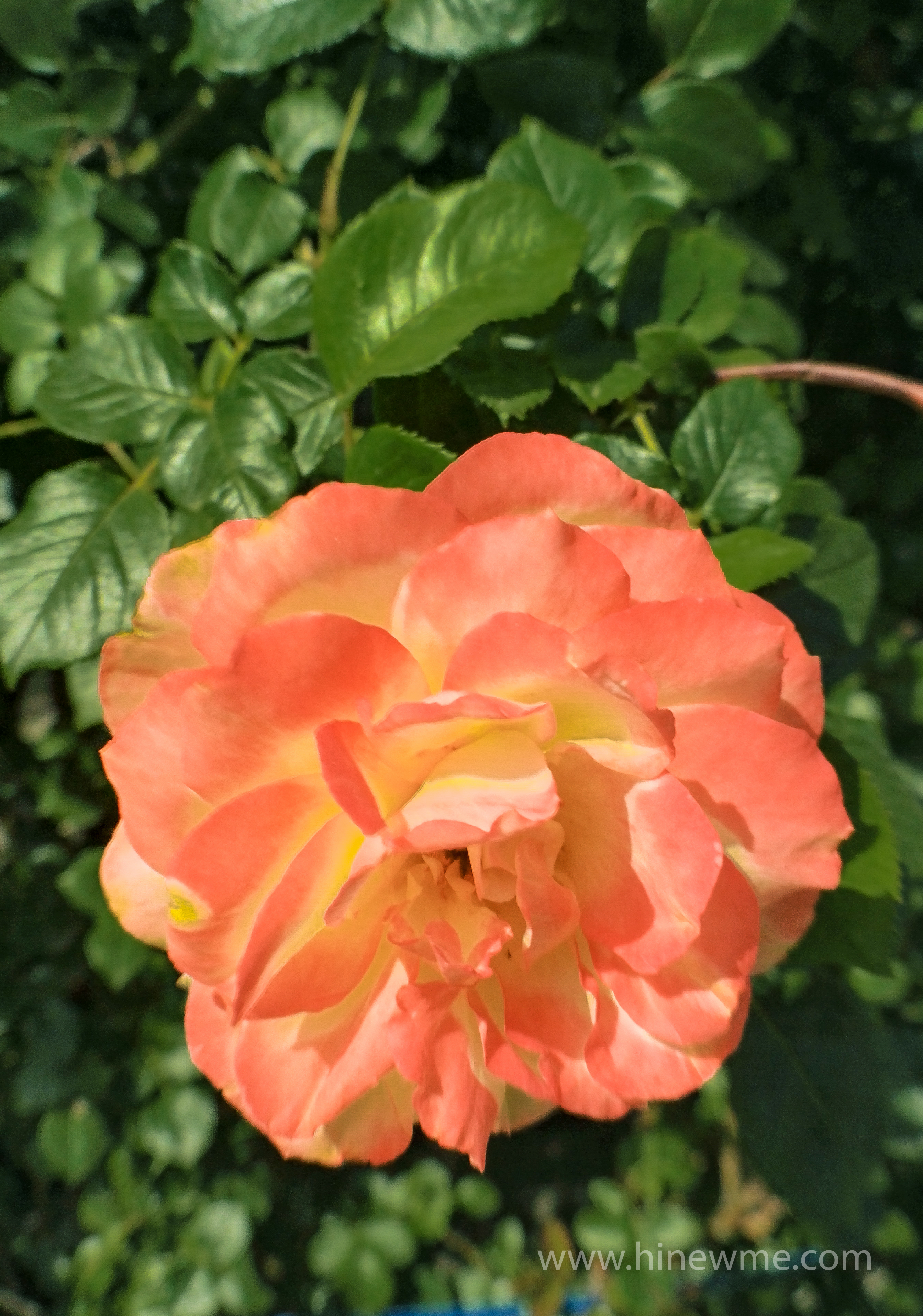 6tips flowers photography skill tips，16 rose flower in the sunshine ...