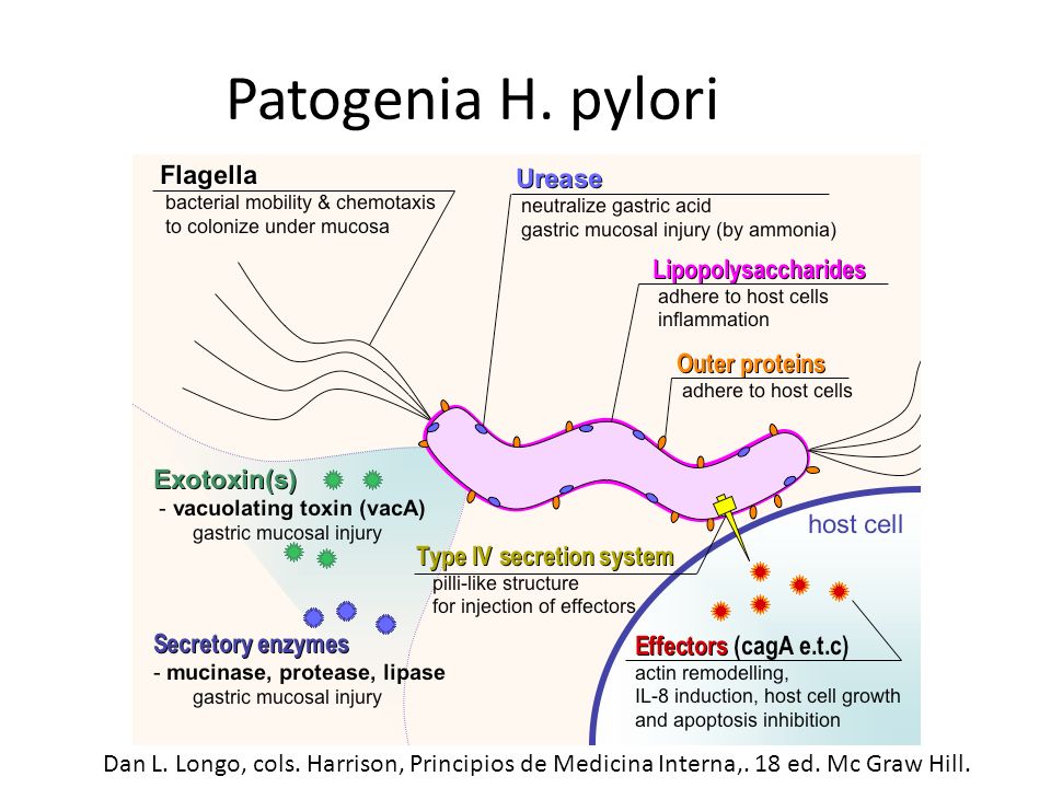 Universo Microbiológico: Helicobacter pylori