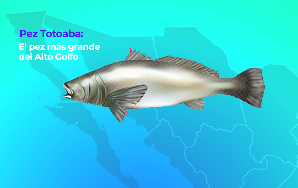 Totoaba macdonaldi