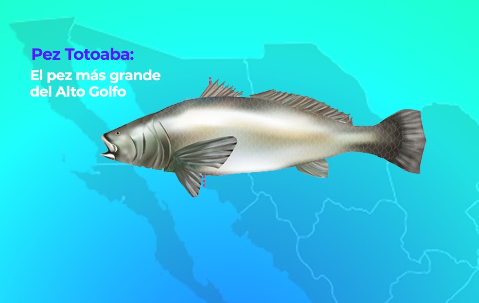 Totoaba macdonaldi