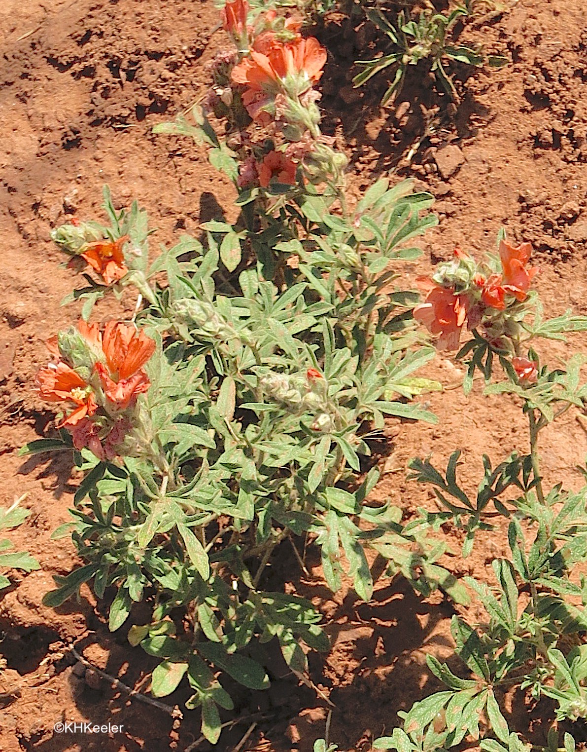 A Wandering Botanist: Cowboy's Delight, Scarlet Globemallow ...