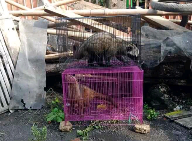 10 Kebiasaan Musang yang Wajib Diketahui Sebelum Mulai Memelihara ...