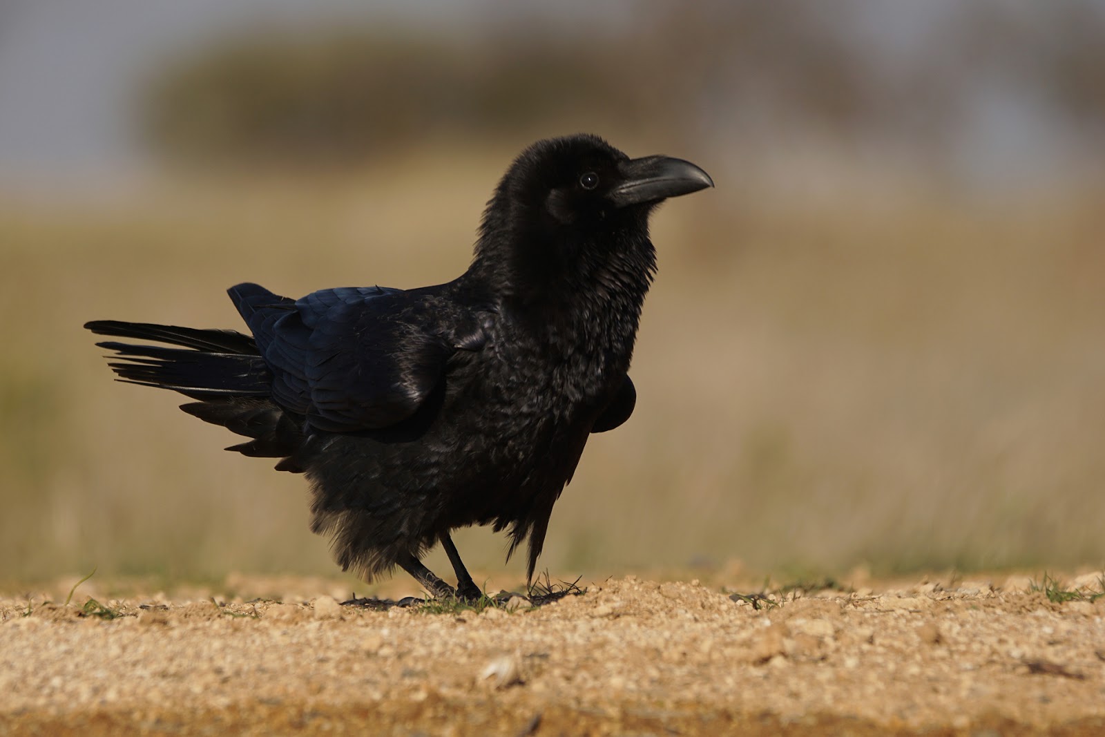 Pasión por las aves: Cuervo grande,(Corvus corax)