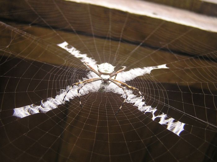 Beautiful spider web pictures (16 pics) | Amazing Creatures