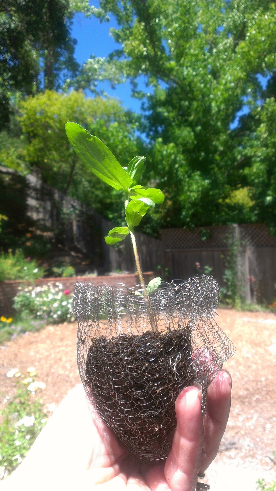 Todays Bouquet: Growing the LOVE in your Gopher Infested Garden