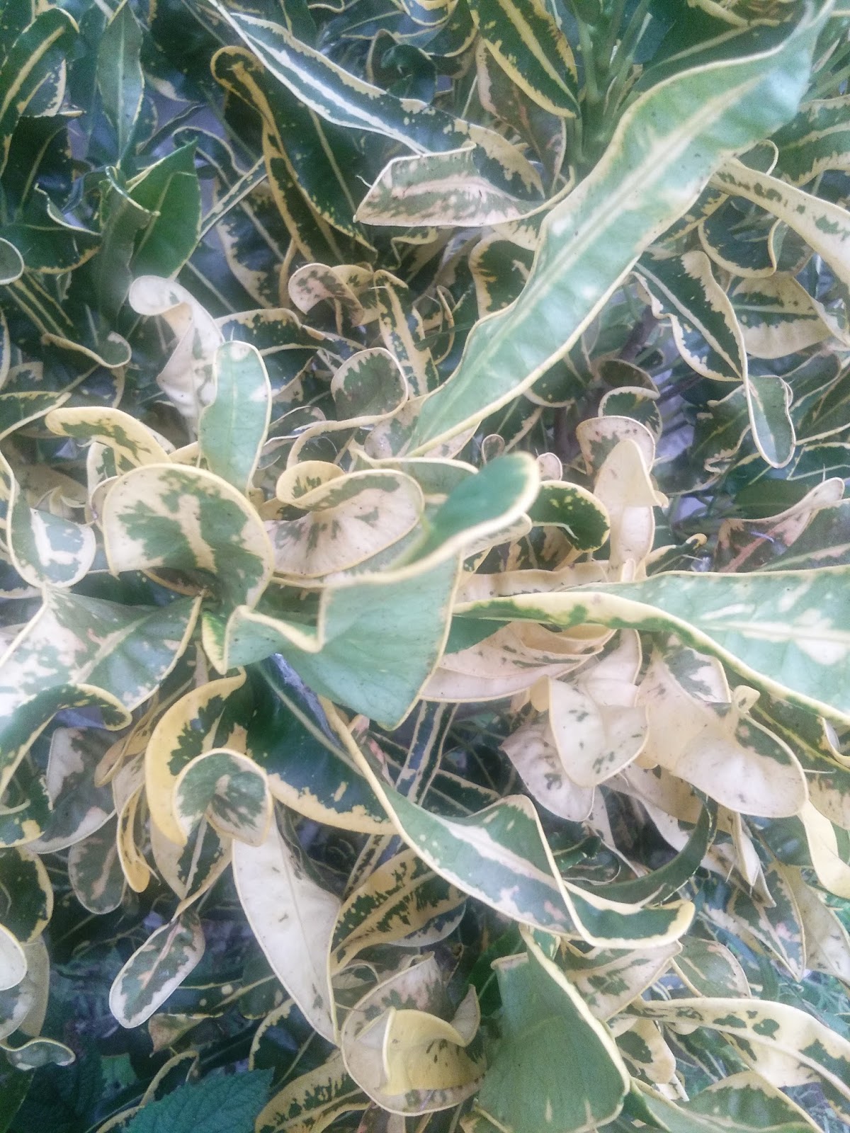 D' Qasih: unique leaf pattern ....... like a natural art ...