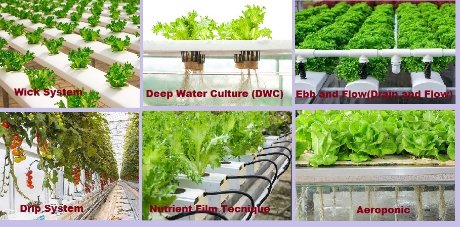 Introduction to Hydroponics; Complete Information Guide - Agrovista-Farming