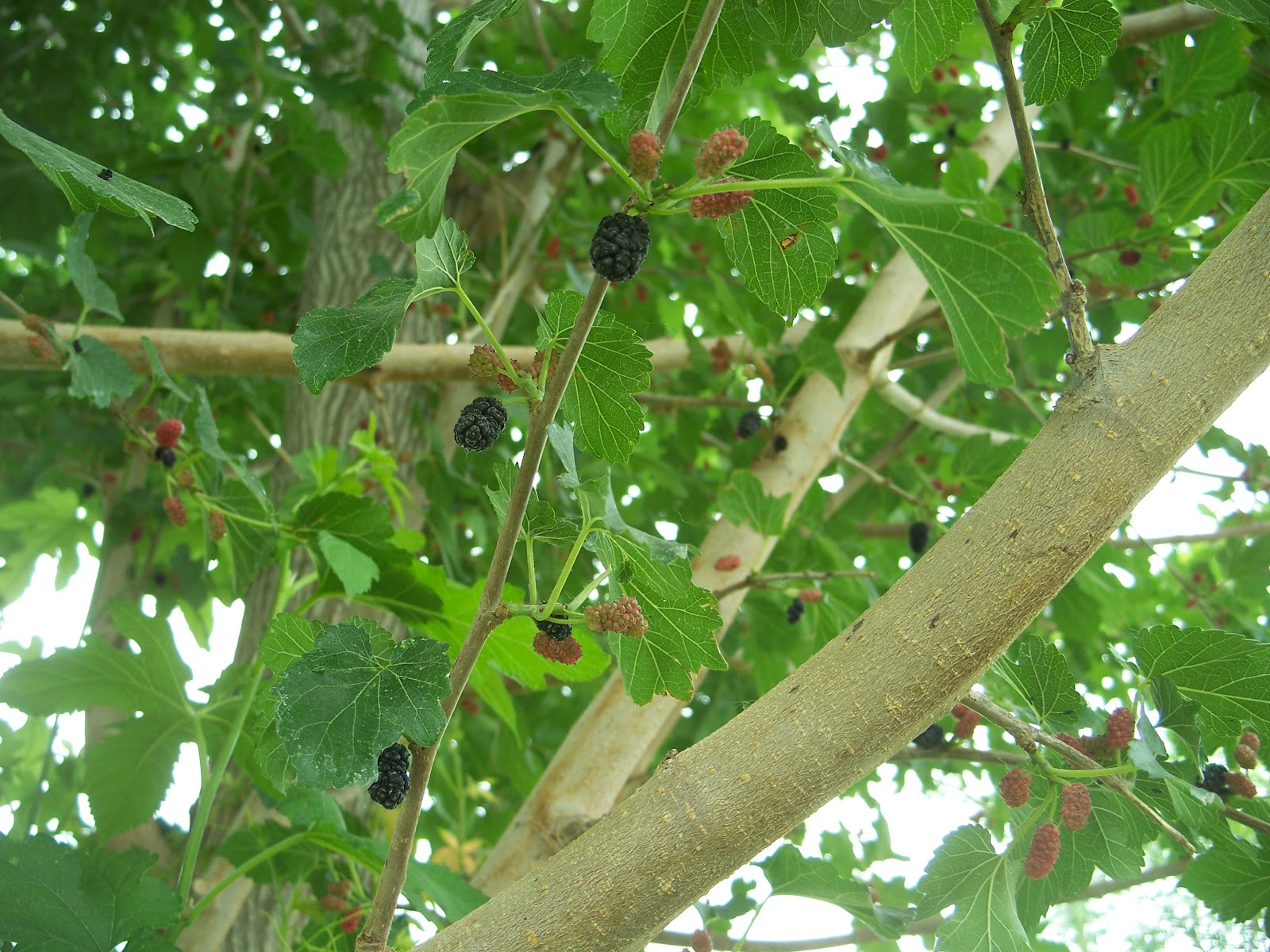 Mulberry Tree
