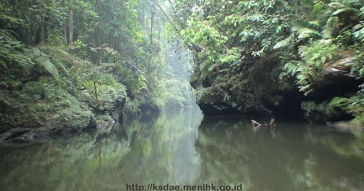 Taman Nasional Bukit Tiga Puluh (TNBT) Riau yang Kaya Flora Fauna - RiauMagz
