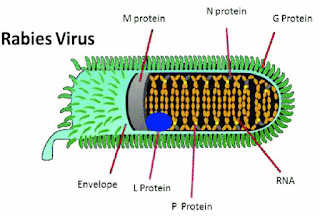 Description of Rabies and its Spread, Clinical finding, Prevention and ...