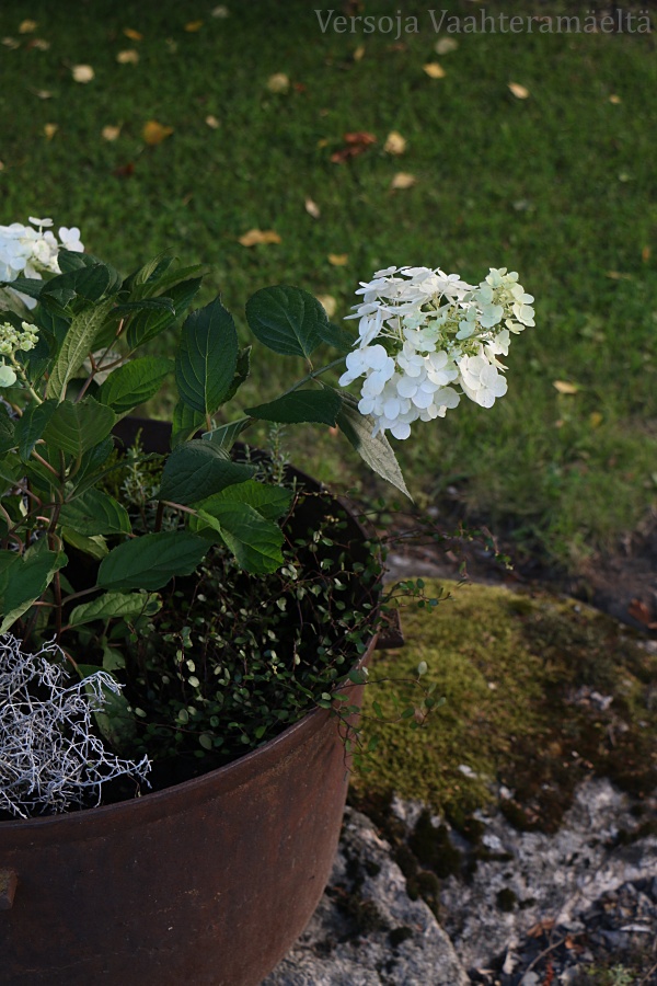 Versoja Vaahteramäeltä : Syyskukat