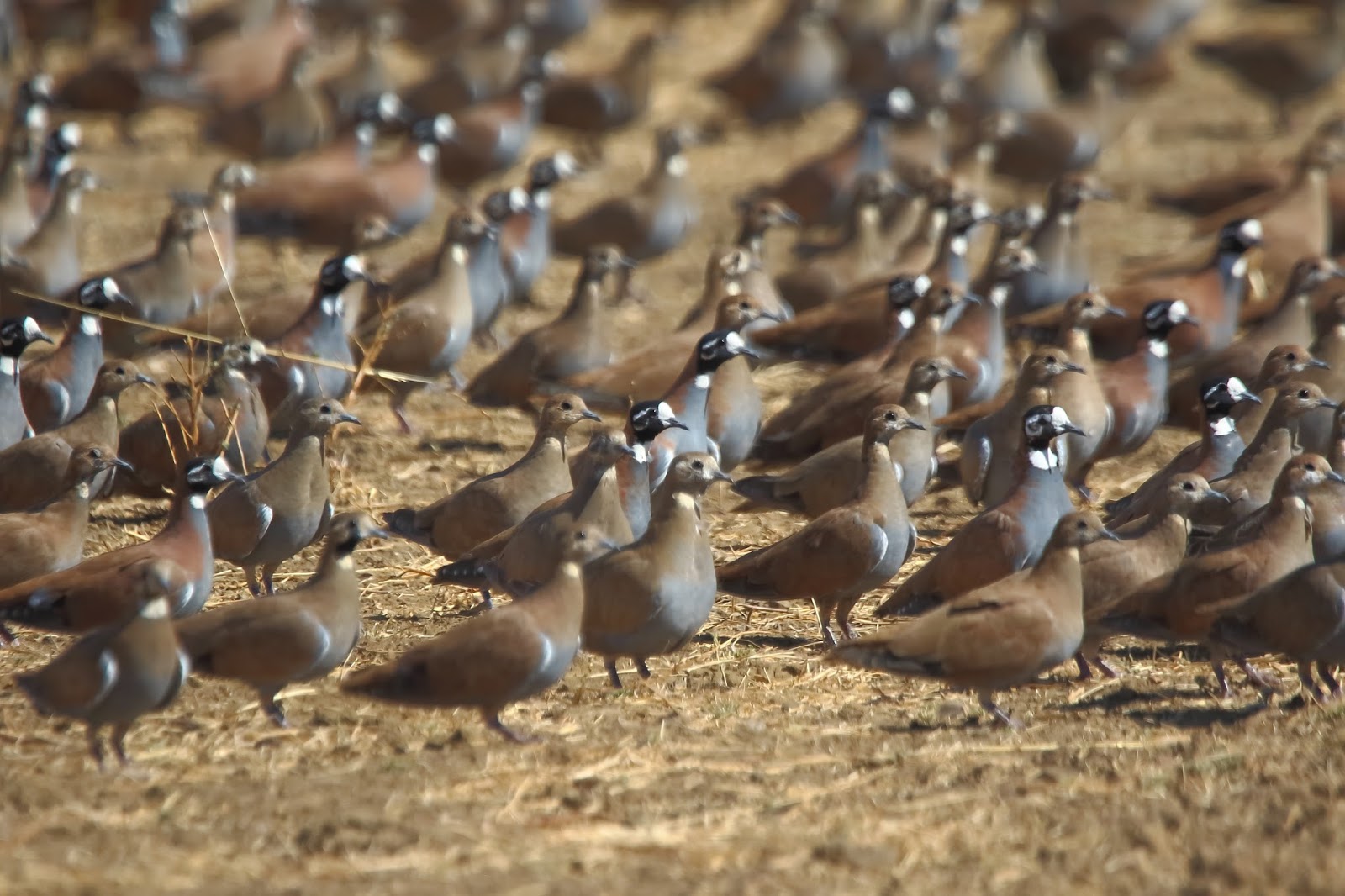 Richard Waring's Birds of Australia: Big flock of Flock Bronzewings