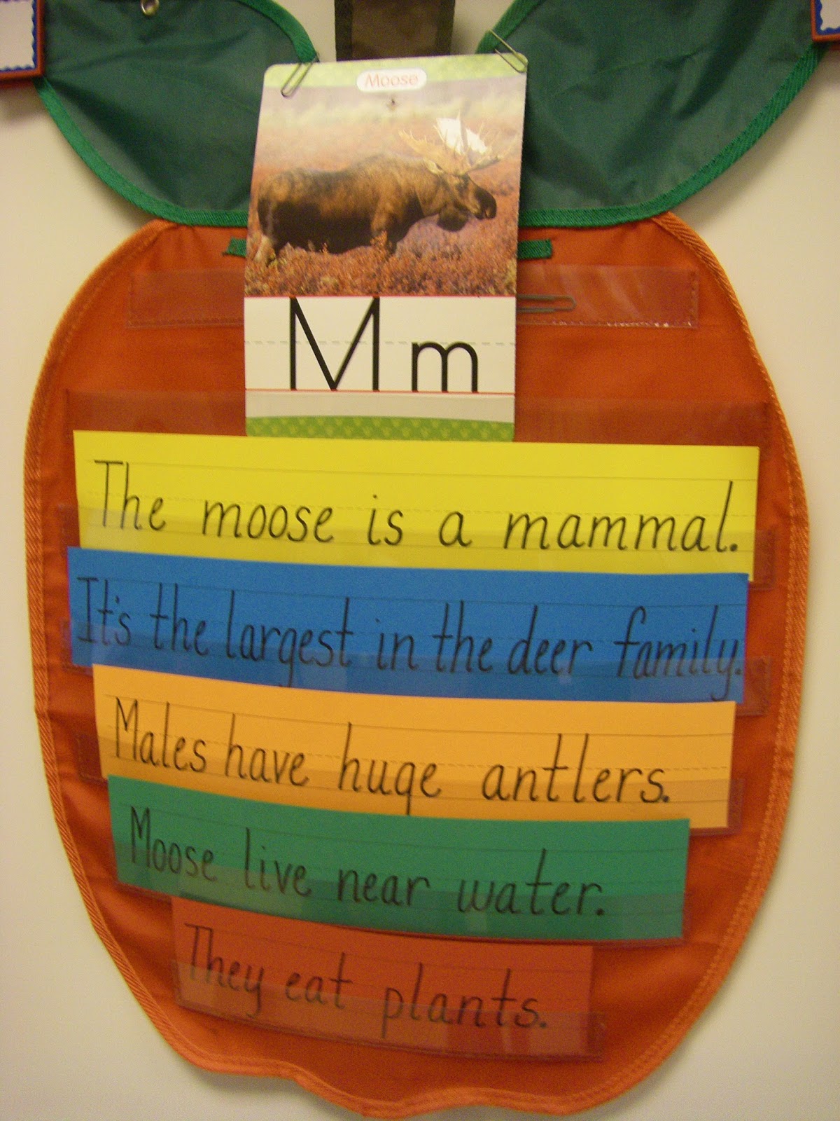 Whooo Loves Kindergarten?: My Classroom and a FREEBIE