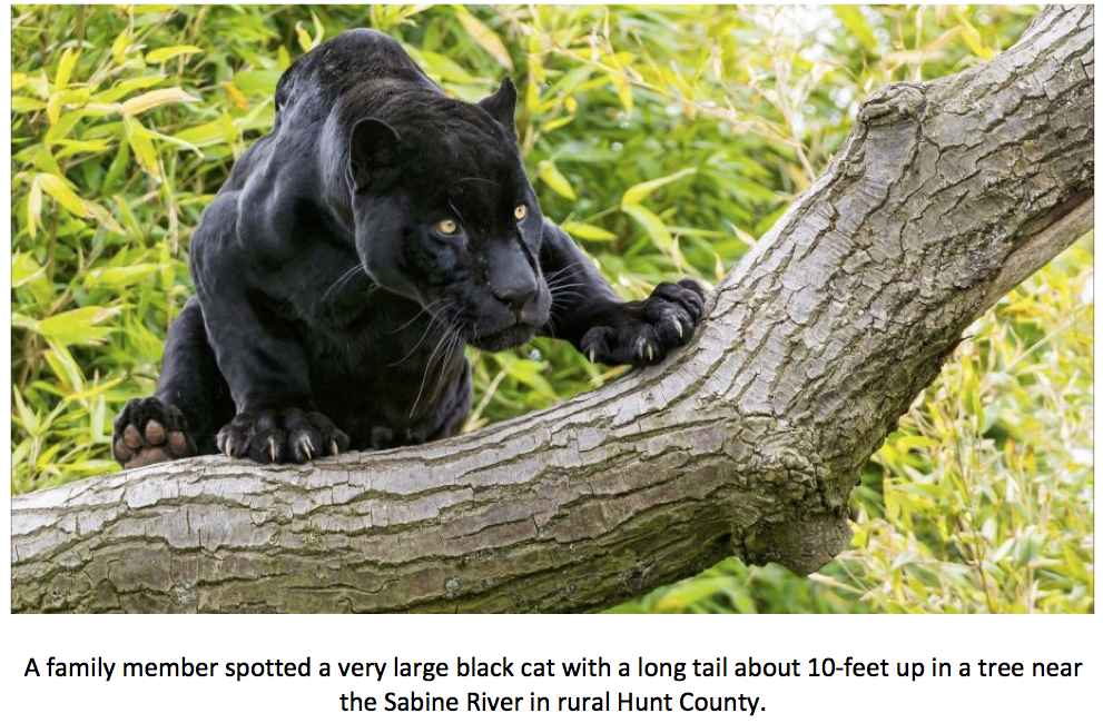 Black Panther Hunting