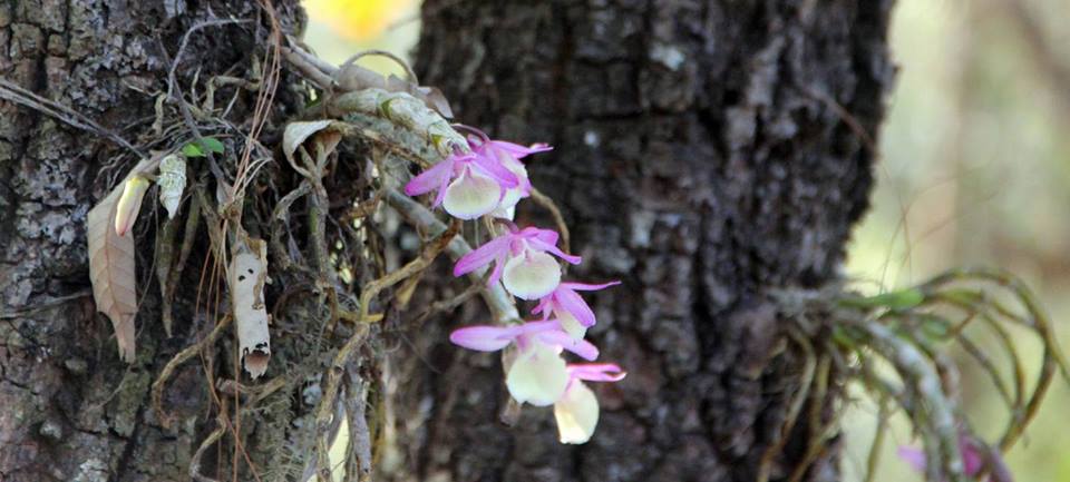 MIZO HLAKUNGPUI MUAL [MIZO POETS' SQUARE]