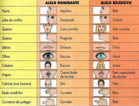 Blog de Biologia: Conceitos importantes sobre genética