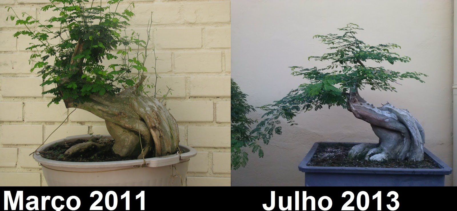 Felipe Dallorto Bonsai: Antes e Depois 8 Pithecolobium tortum yamadori