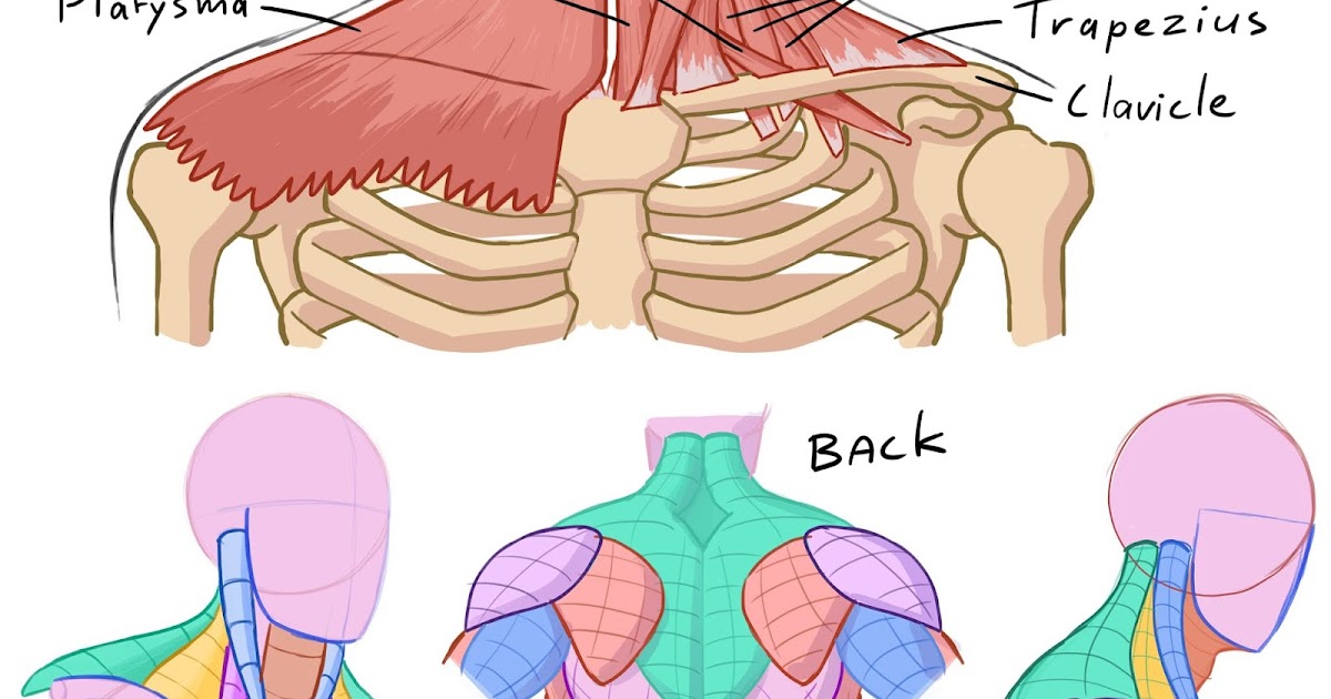 Learning drawing principles: neck