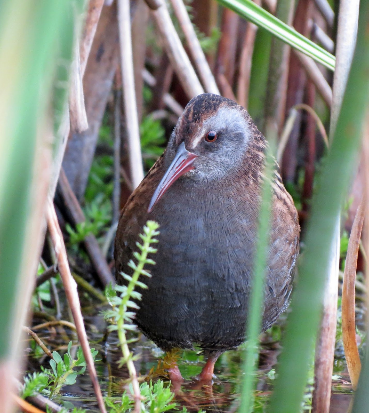Aves Australes: Pidén Austral
