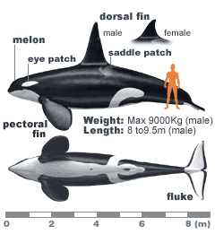 Punk Biology Student Blog: ORCA THE KILLER WHALE (Orcinus orca)