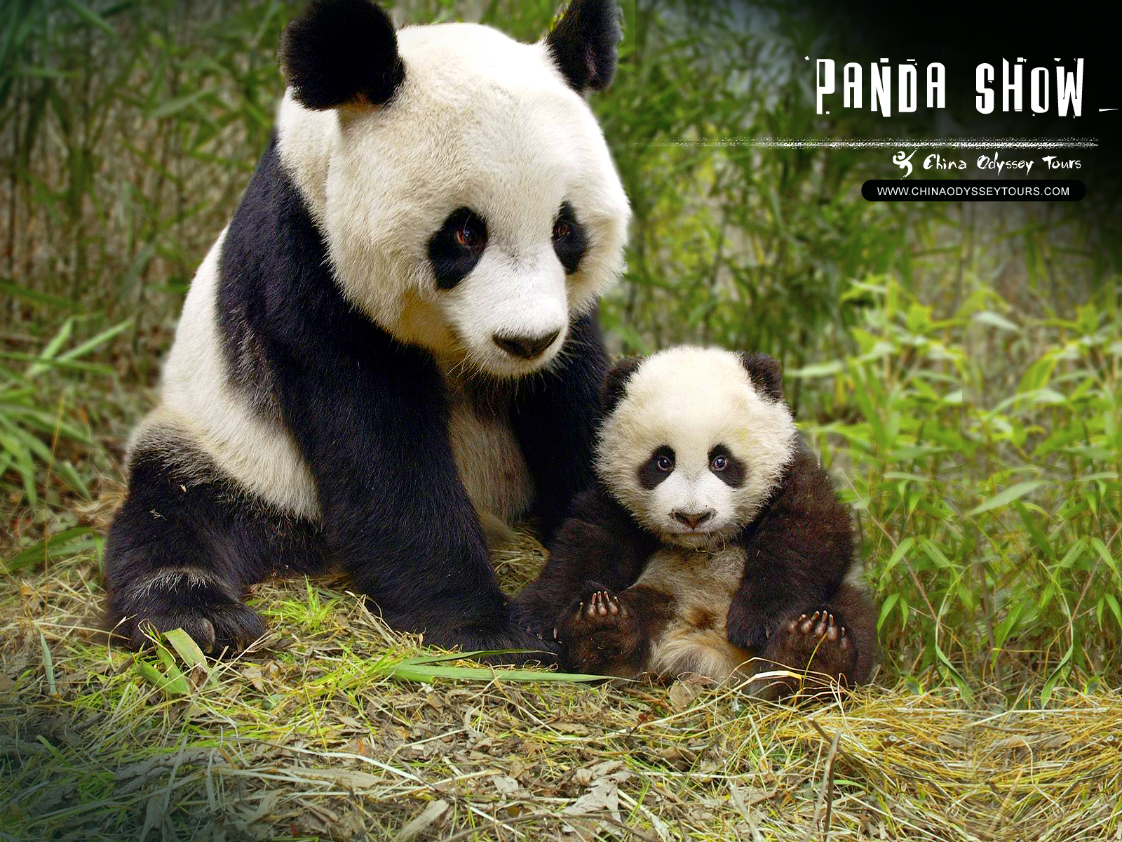 Funny Pictures Gallery: Panda, giant panda, panda free, panda info ...