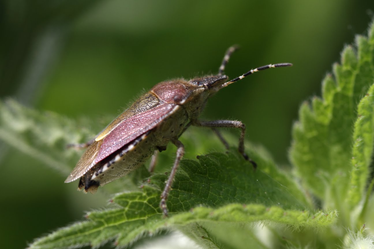 Indelible Images: Forest Bugs