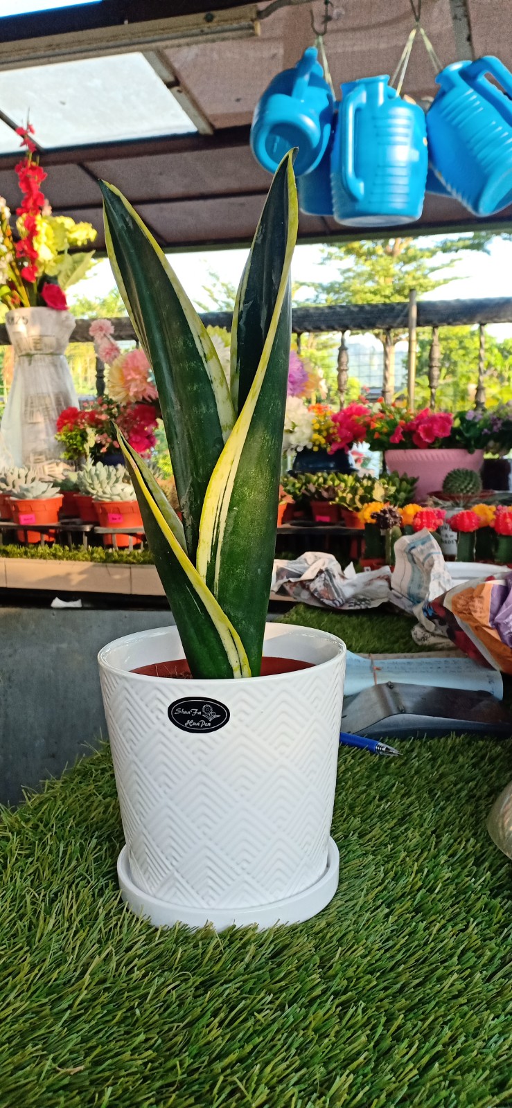 BUMI HIJAU NURSERY (002279488-D): Pasu Viral