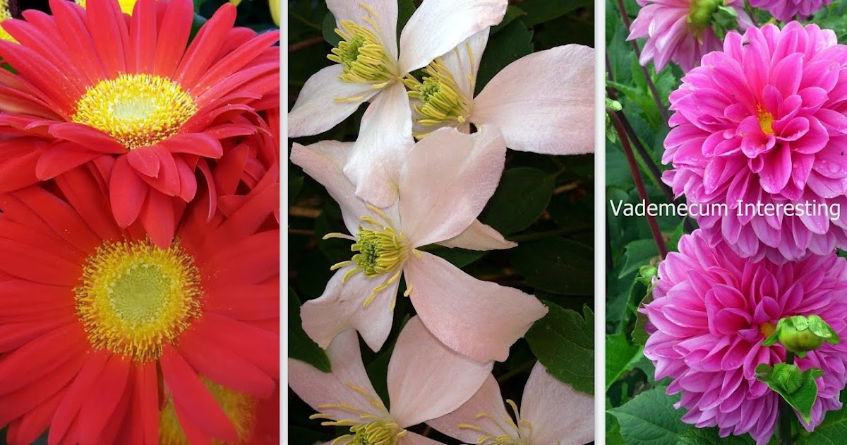 Vademecum Interesting Plants: Lato.