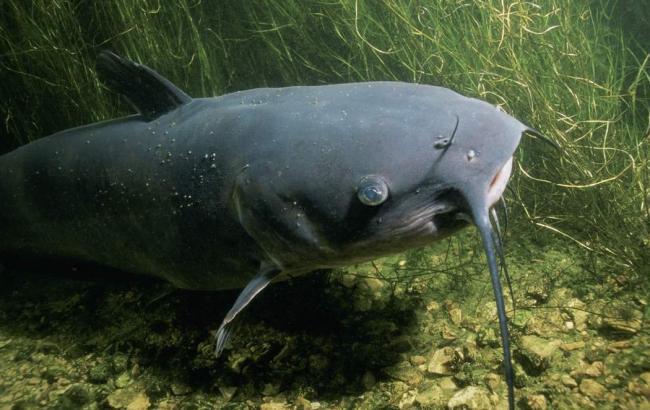 Top 10 Deadliest Fishes In The World - TenBuzzfeed