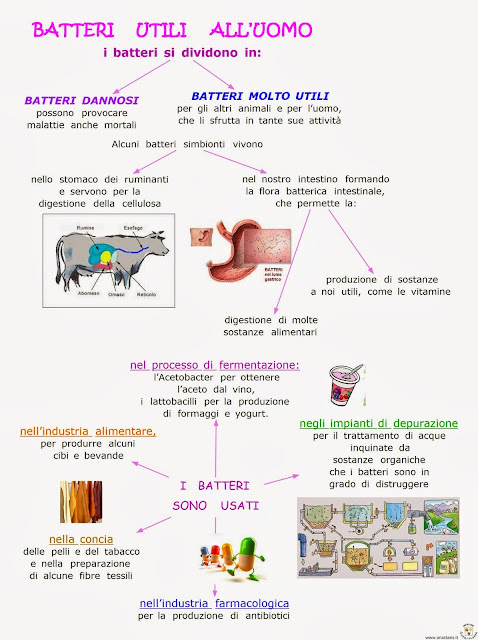 Paradiso Delle Mappe Batteri Utili Alluomo