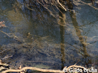 Flora Insubrica: Sphaerotilus natans