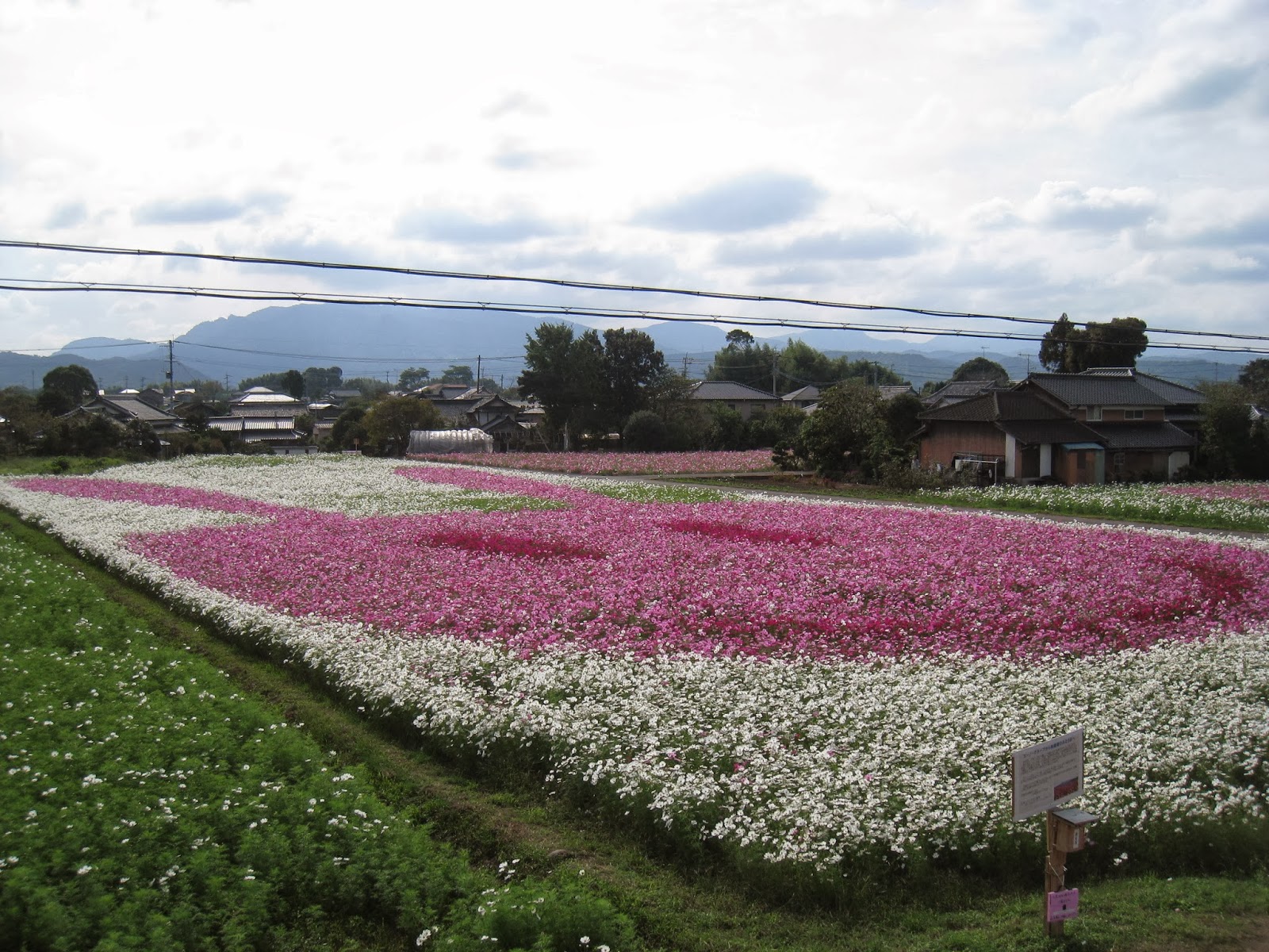Life in Rural Japan: Cosmos festival