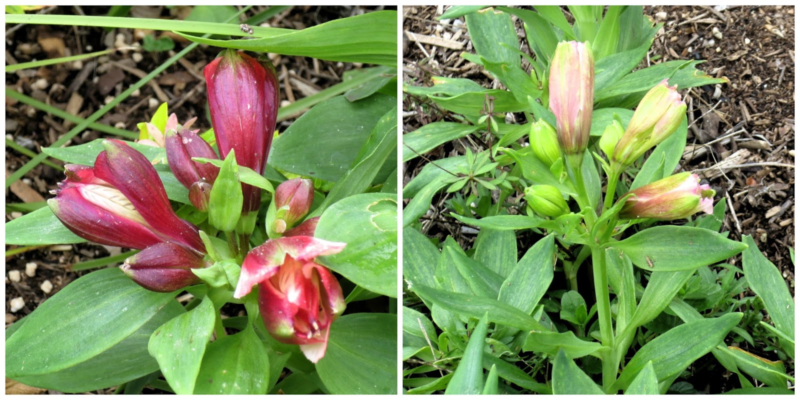 Late to the Garden Party: Spring's Promise