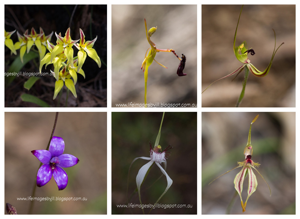 Life Images by Jill: Nannup wildflower walks - & The Lost Flowers of ...