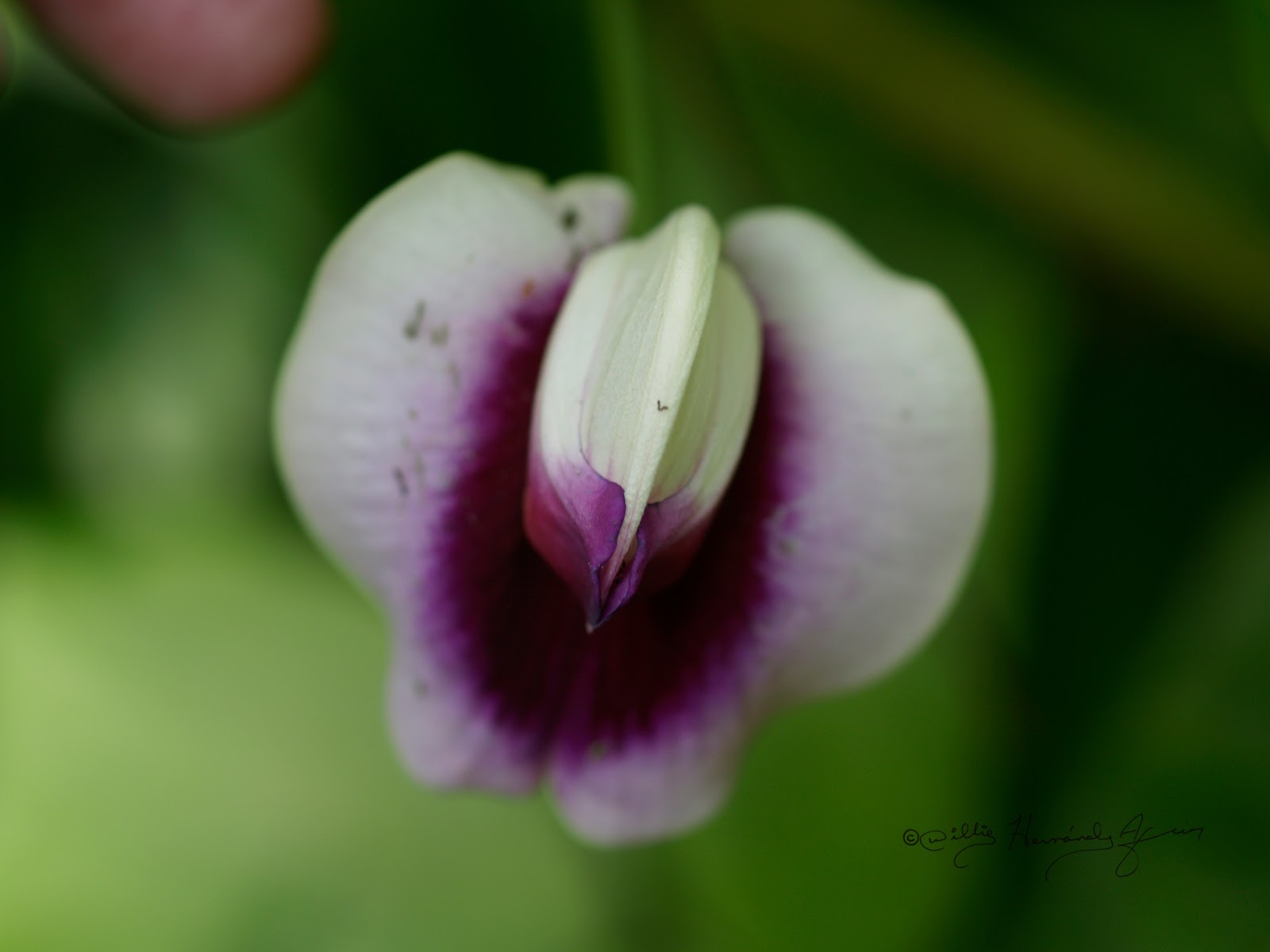 Flora de Puerto Rico Ilustrada Papo Vives: FABOIDEAE Centrosema ...